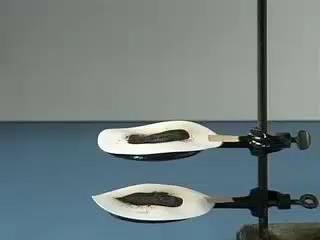 Nitrogen Triiodide explosion